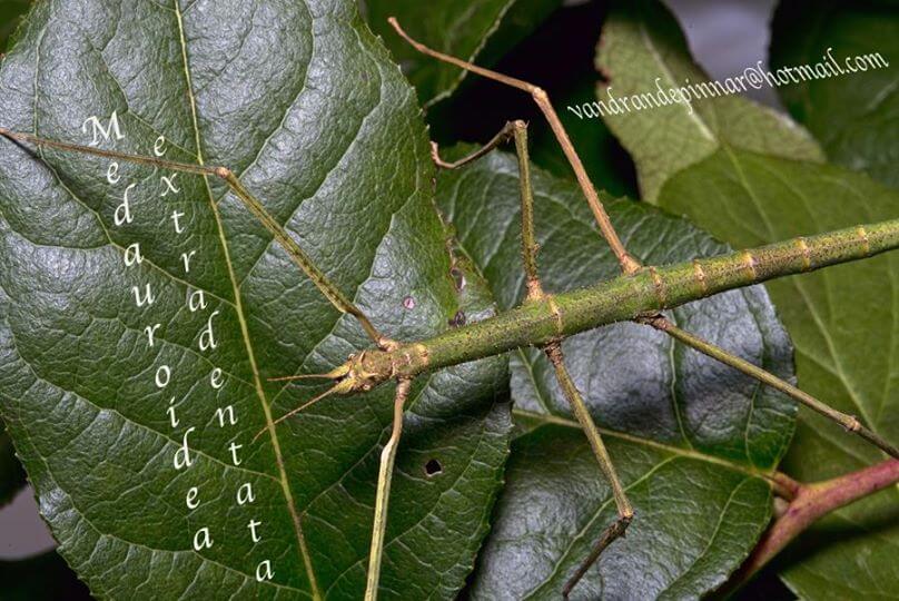 Hem - Vandrande pinnar på Södermalm